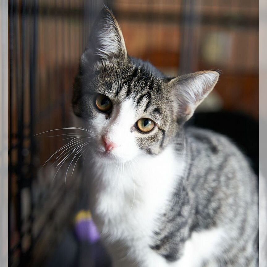 Котёнок в добрые руки