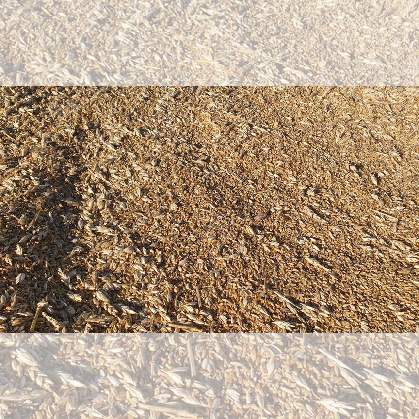 Зерноотходы пшеничные