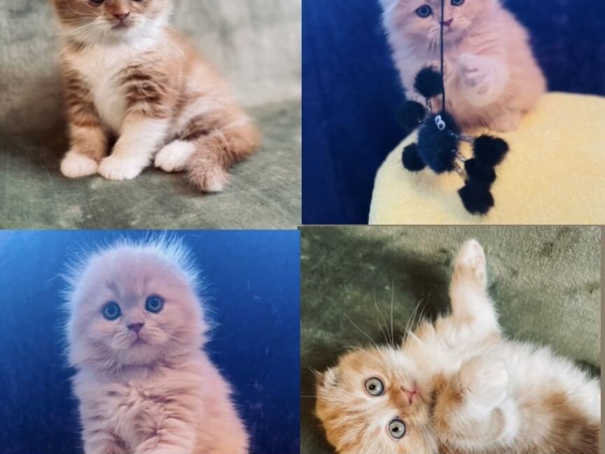 Шотландская вислоухая пара котят