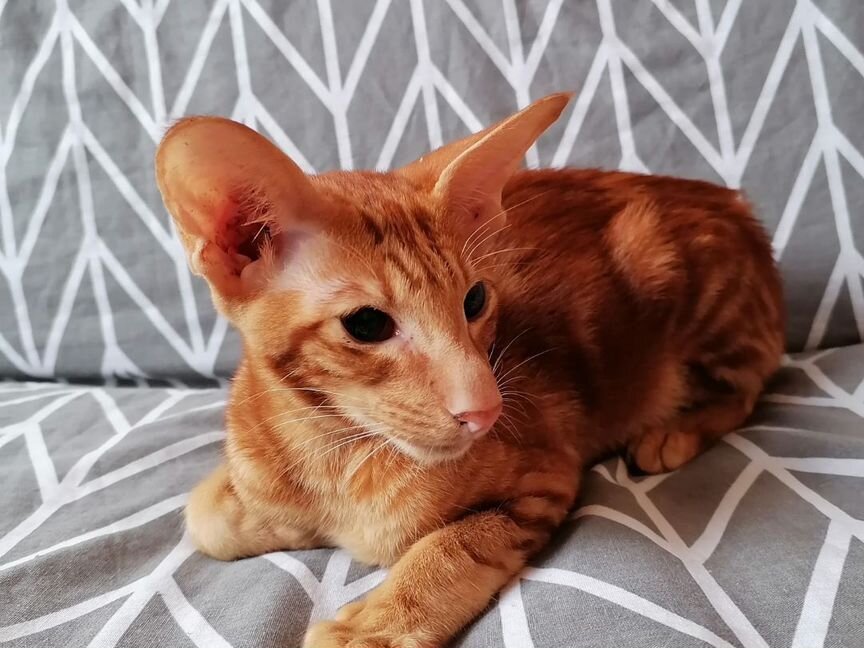 Ориентальные котята