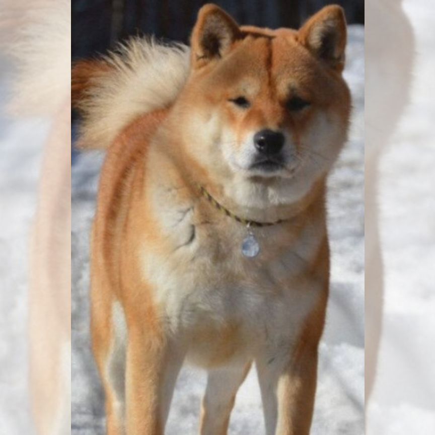 Вязка сиба ину