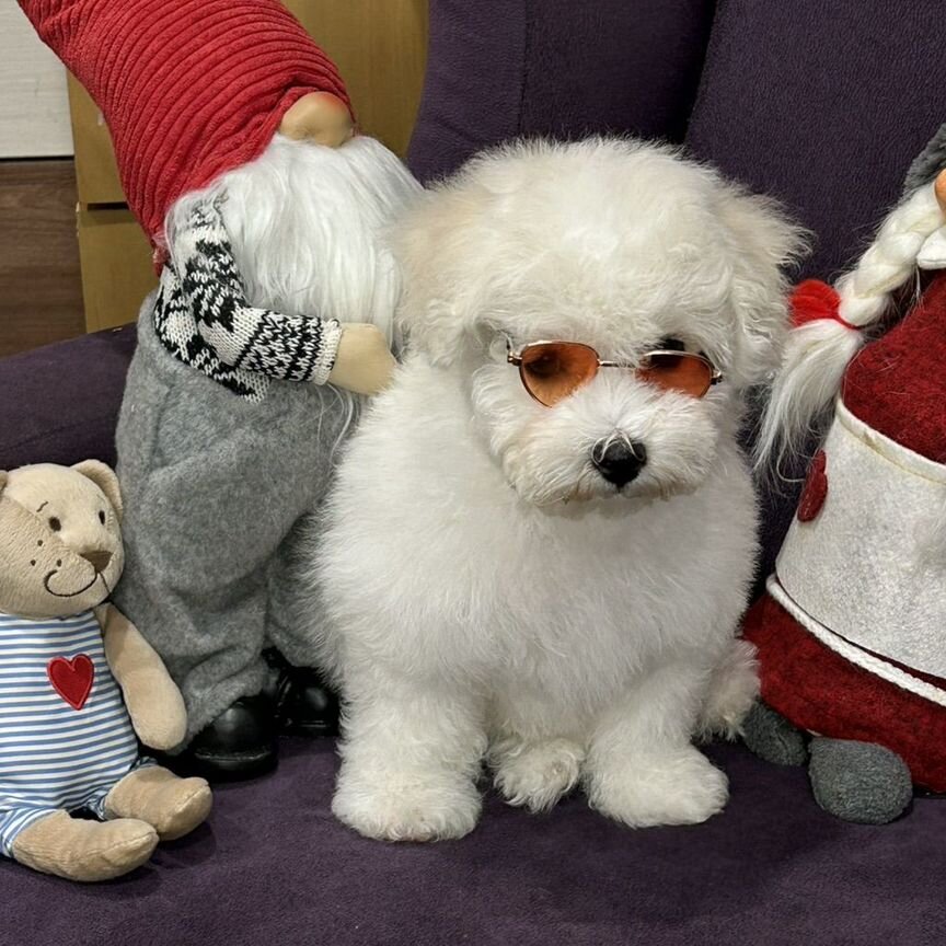 Бишон фризе, щенок