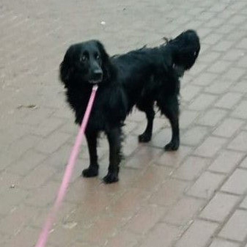 Продам собаку щенка