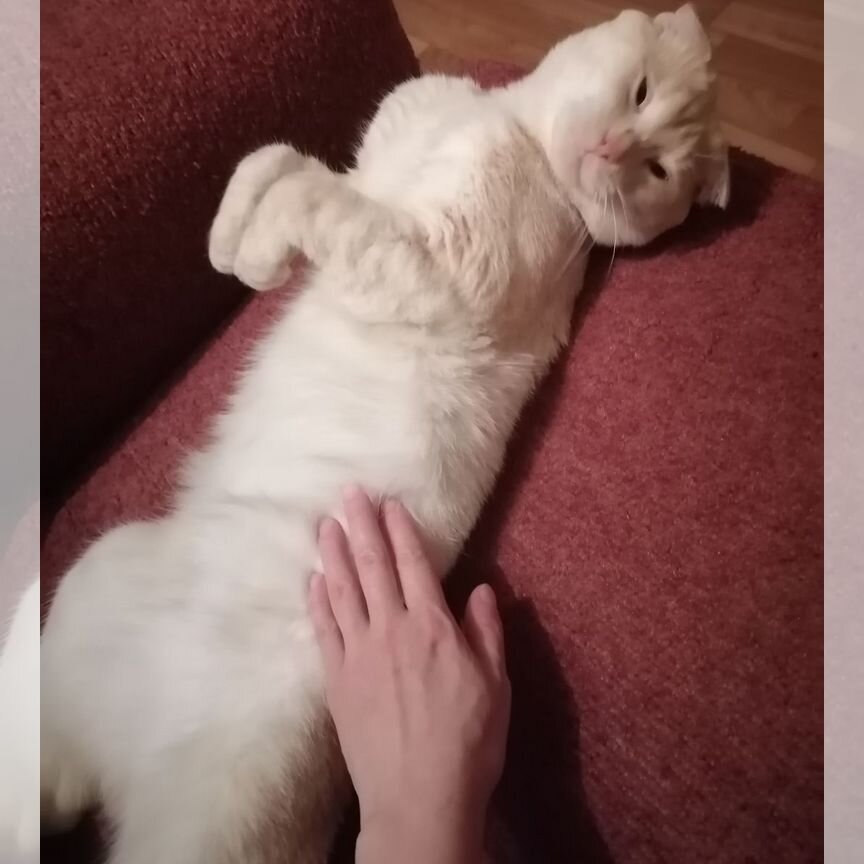 Сведу кота с кошкой