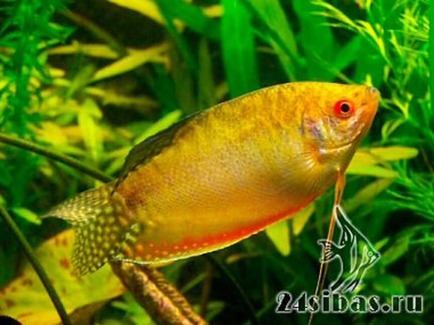 Гурами золотой