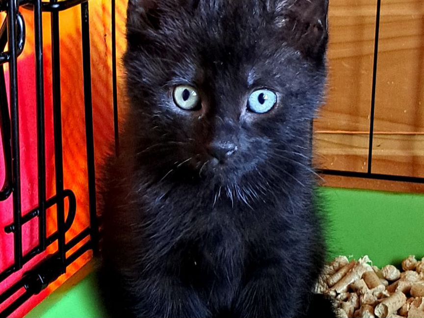 Ласковый черный мальчик с голубыми глазами