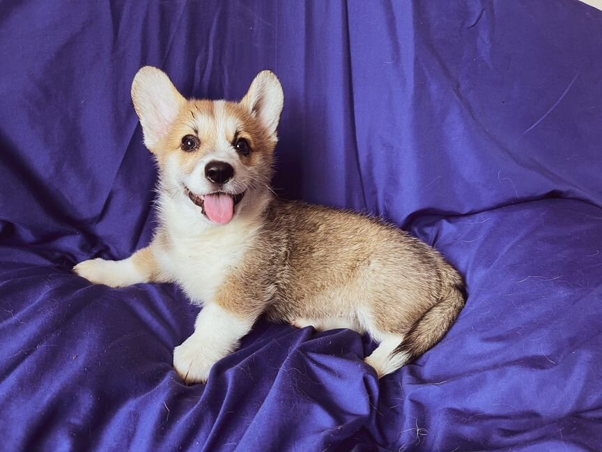 Вельш-корги пемброк