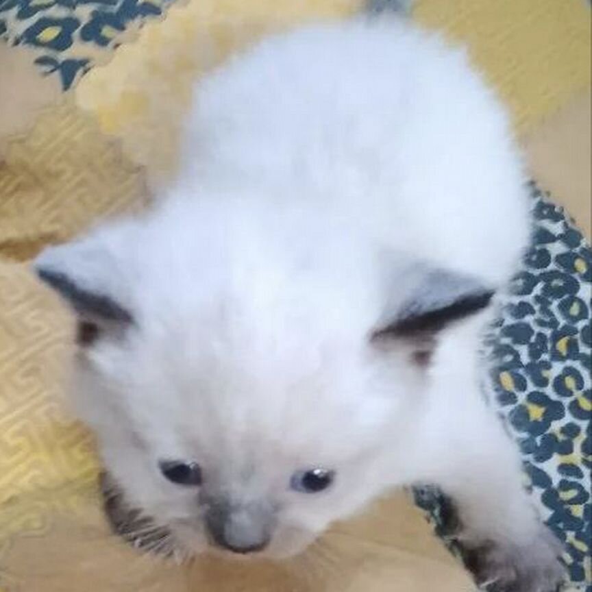 Котёнок в добрые руки