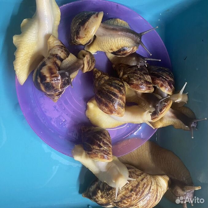 Улитки Ахатины разные 10