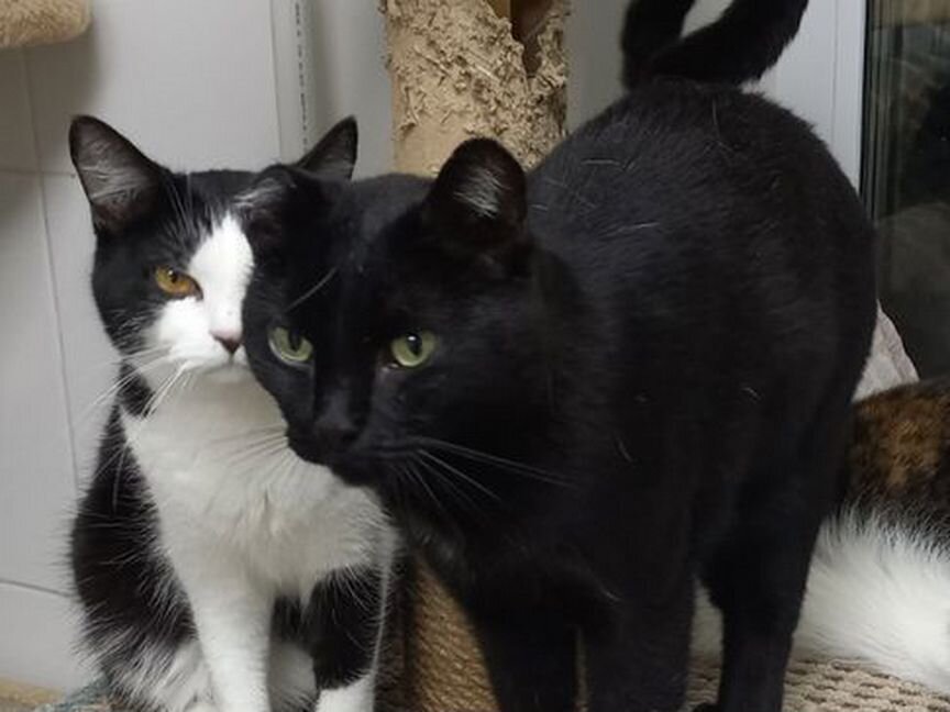 Настоящий царь зверей ищет дом