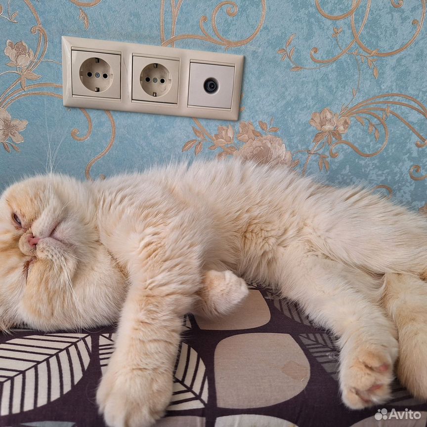 Котик Экзот для вязки
