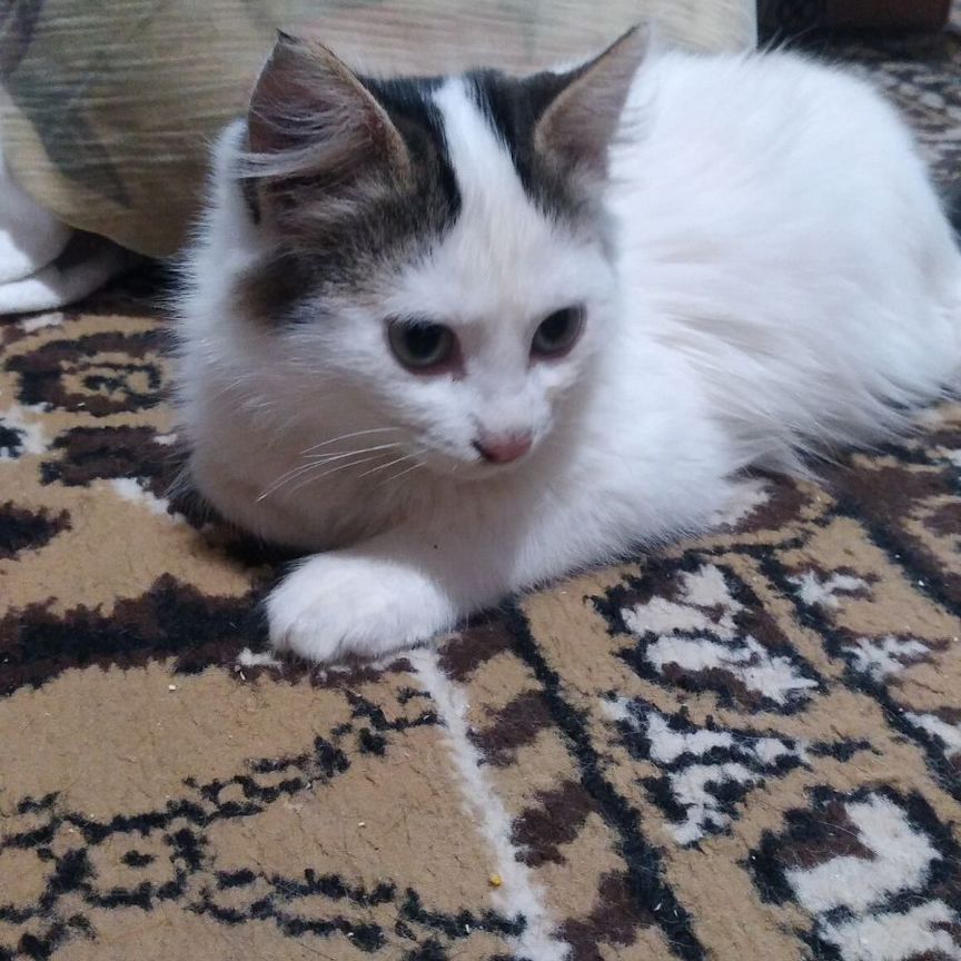 Котёнок мальчик в добрые руки