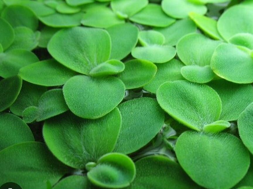 Роголистник. Пистия. Улитка Мелания. Декор