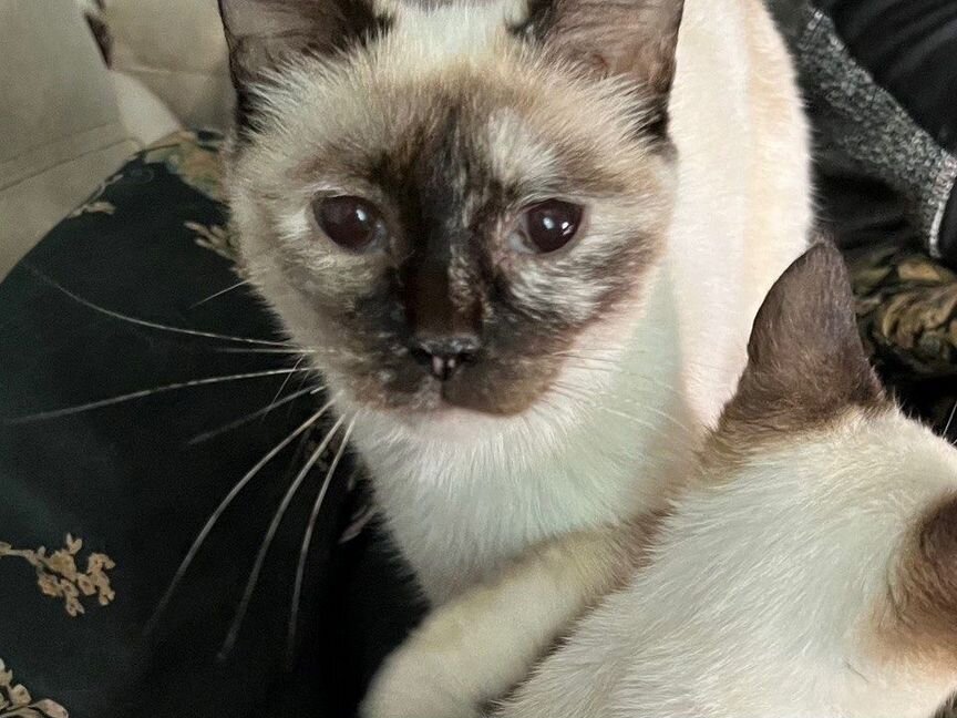 Отдадим красивую кошку в добрые руки