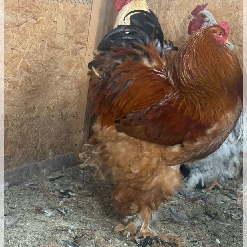 Петушки Брама