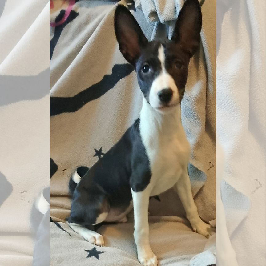 Басенджи, щенок