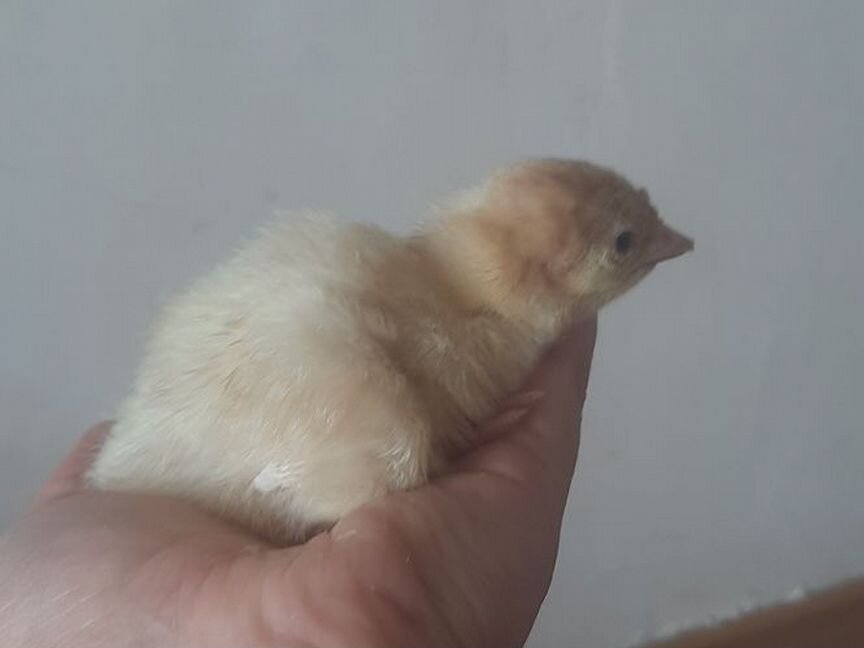 Индюшата Виктория и бшг