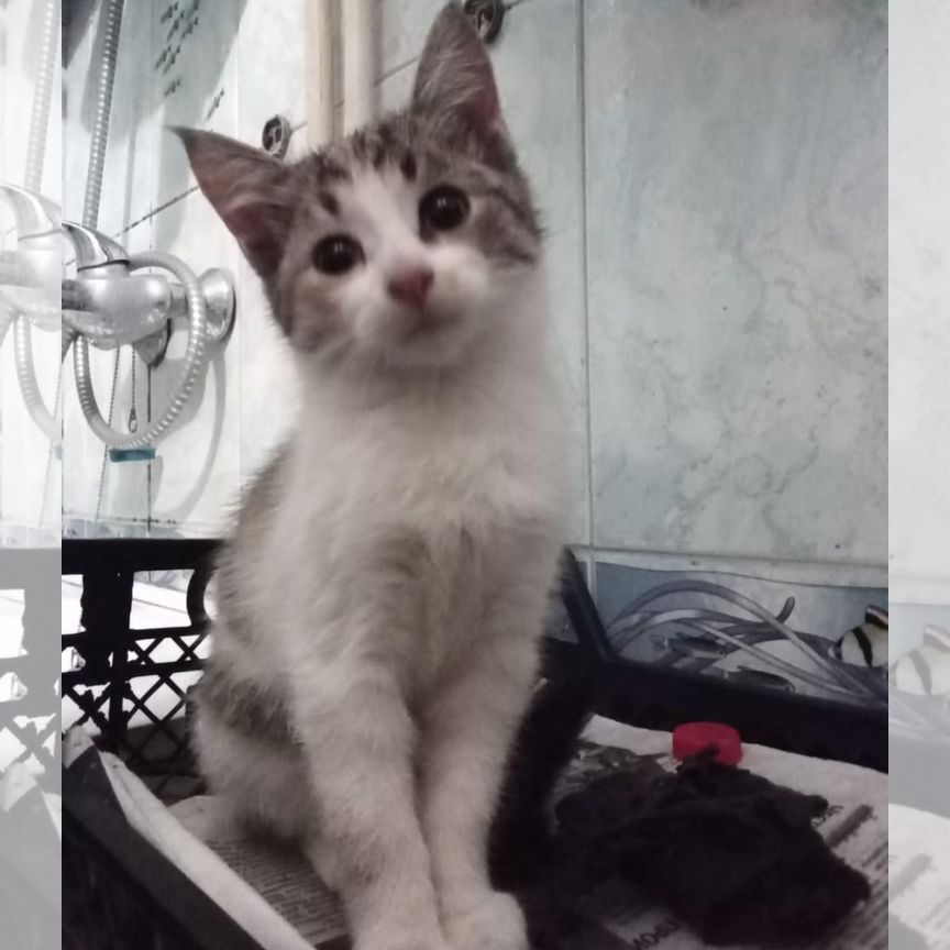 Котятки мышеловки