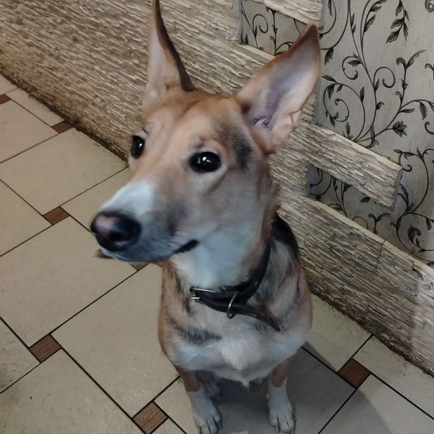 Взрослая собака в добрые руки