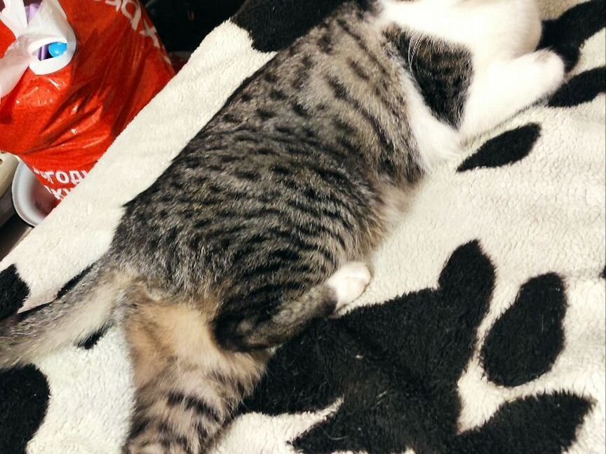 Потерялся кот