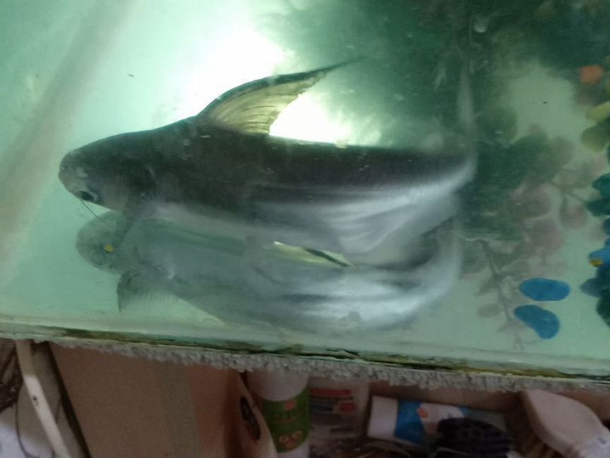 Аквариумные рыбки