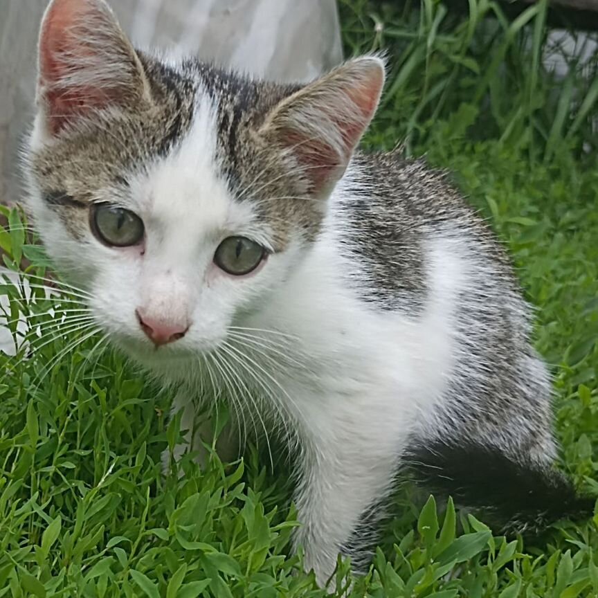 Котенок 4х месячный ищет новый дом