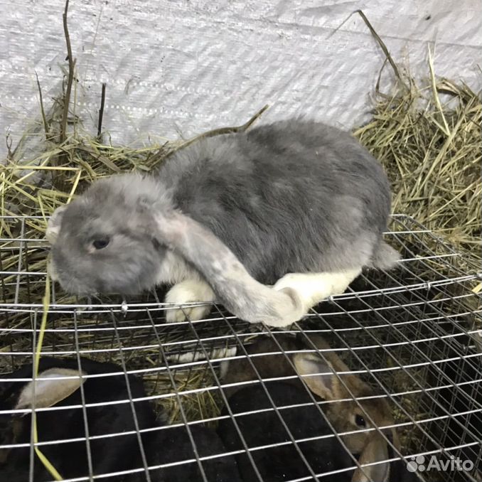 Крольчата породы "Французский баран"