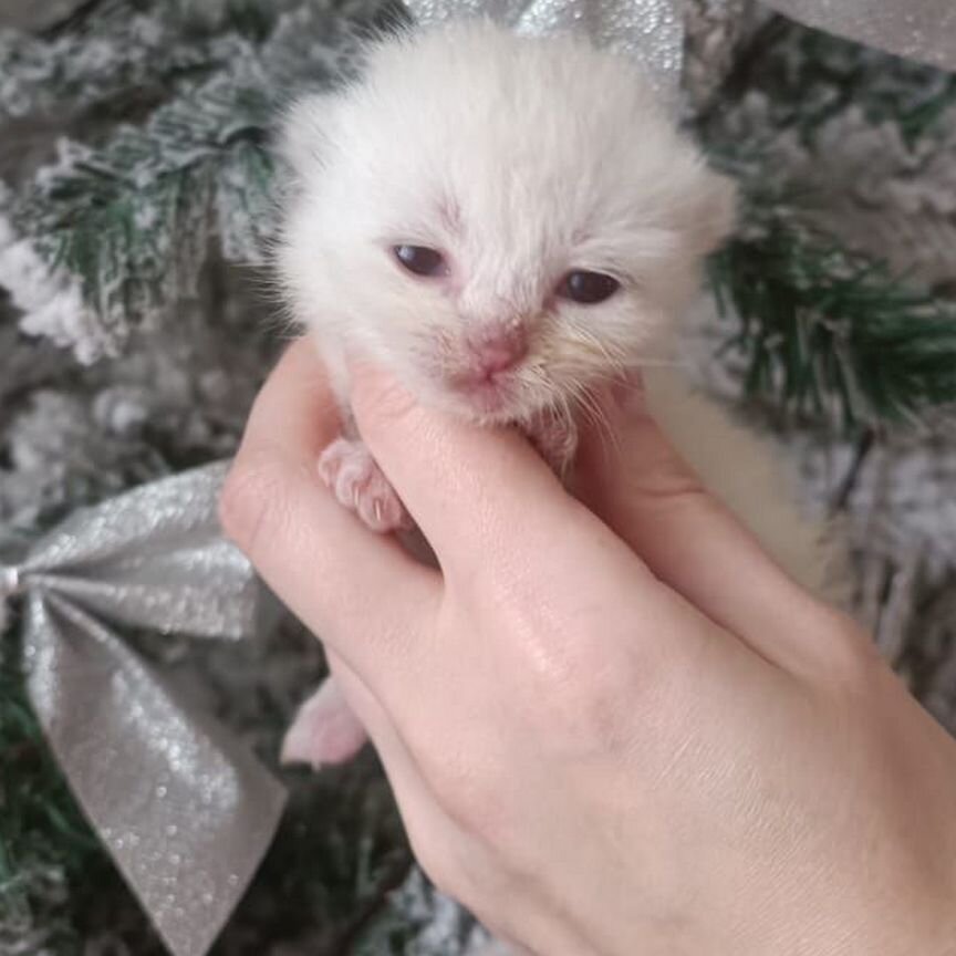 Котята манчкин