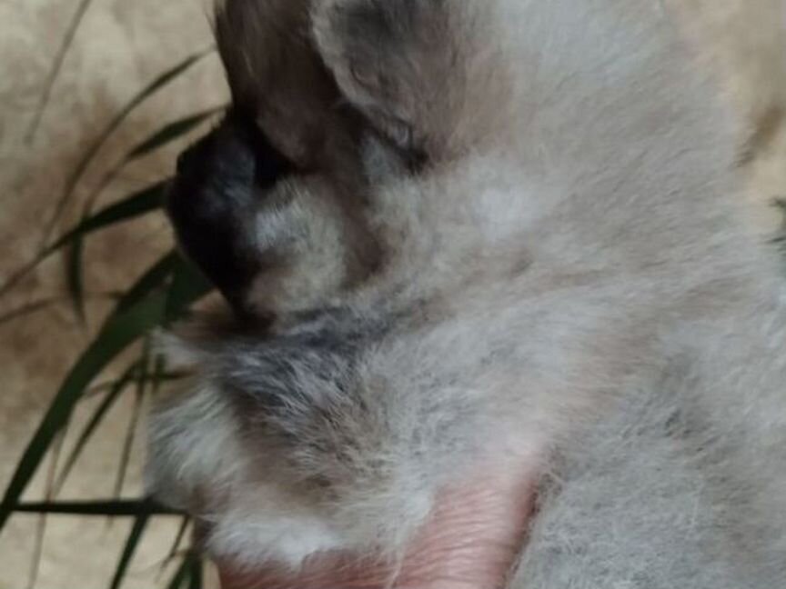 Щенки шпица мини мишка