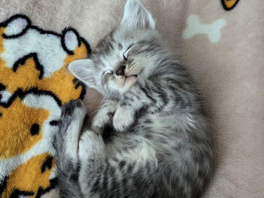 Кошка британка полукровка