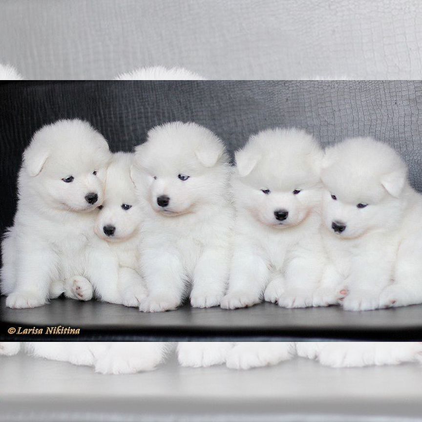 Самоедская собака, щенок