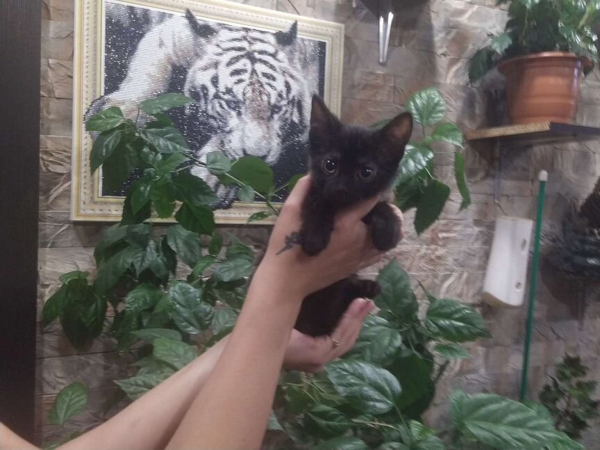 Приют для животных