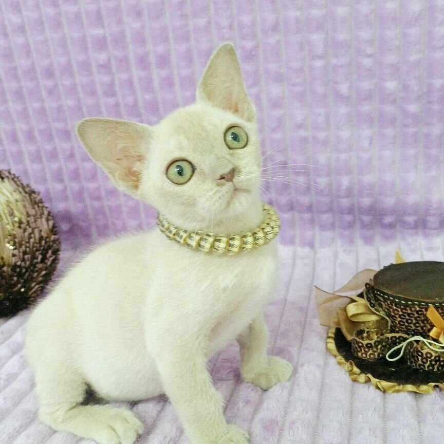 Лиловые бурманские котята
