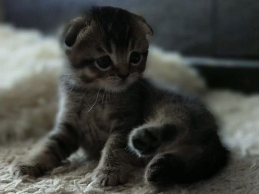 Шотландские вислоухие котята