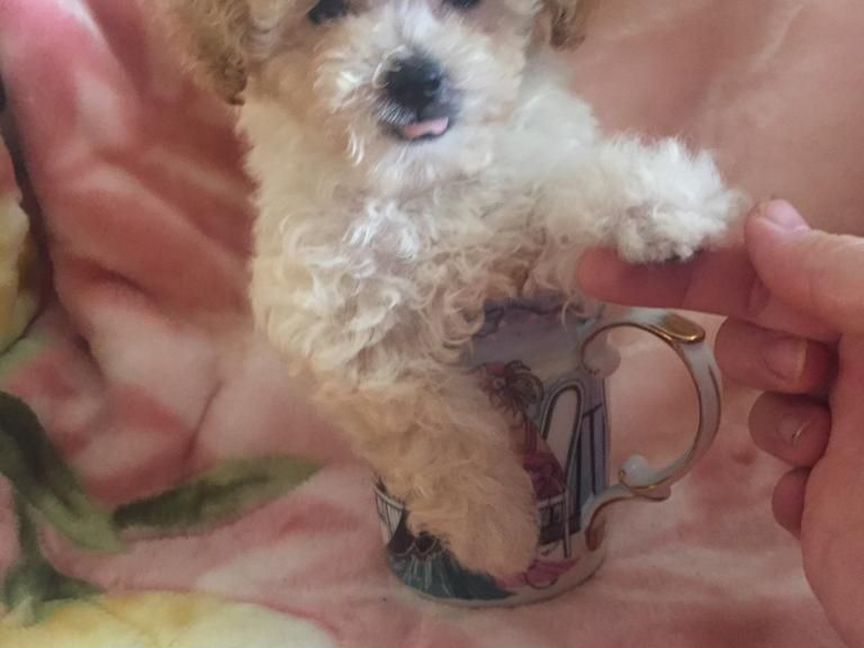 Tini poodle