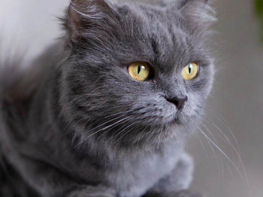 Пушистая британская кошечка в добрые руки