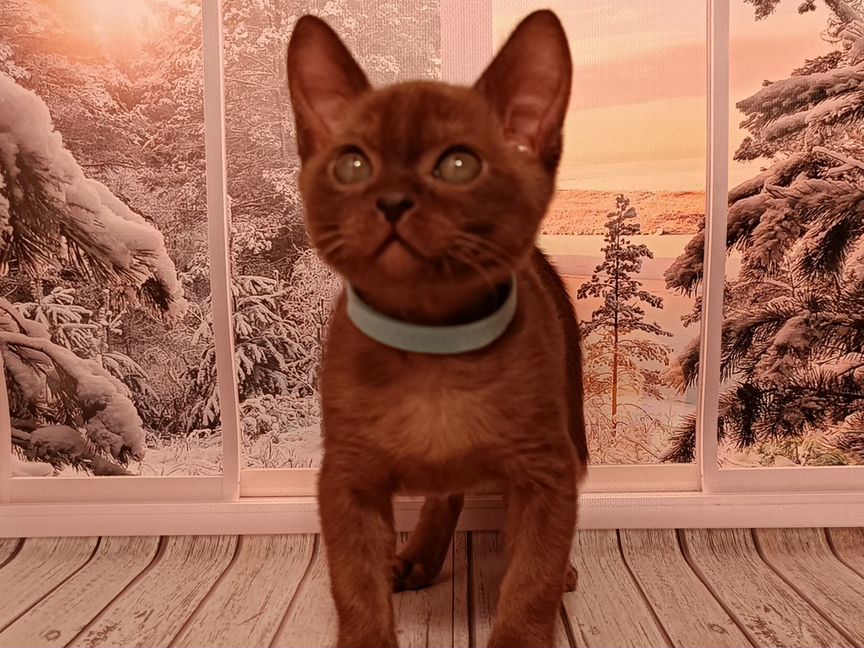 Бурманские котята