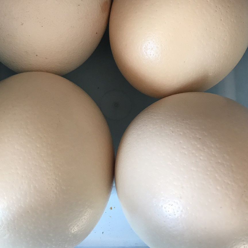 Страусиное яйцо