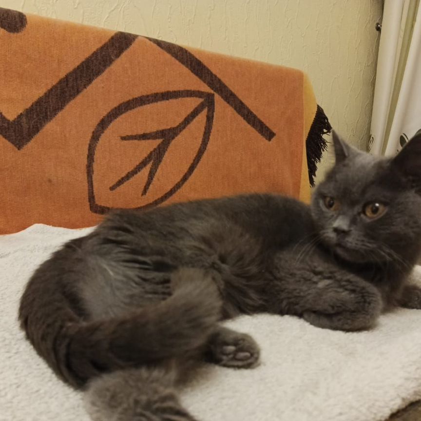 Кошка ищет дом