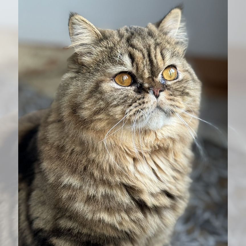 Шотландский прямоухий длинношёрстный, взрослый кот