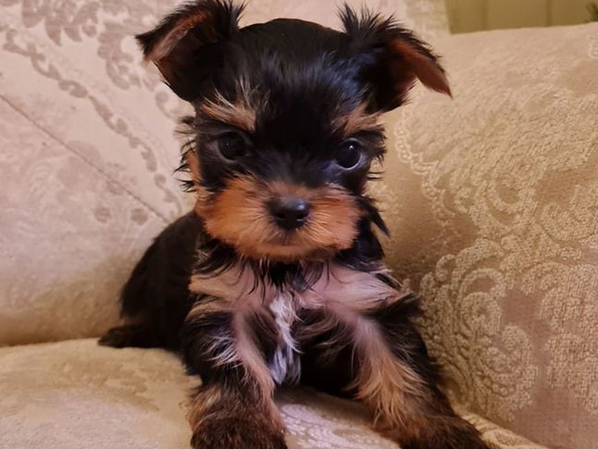 Продаётся щенок йоркширского терьера