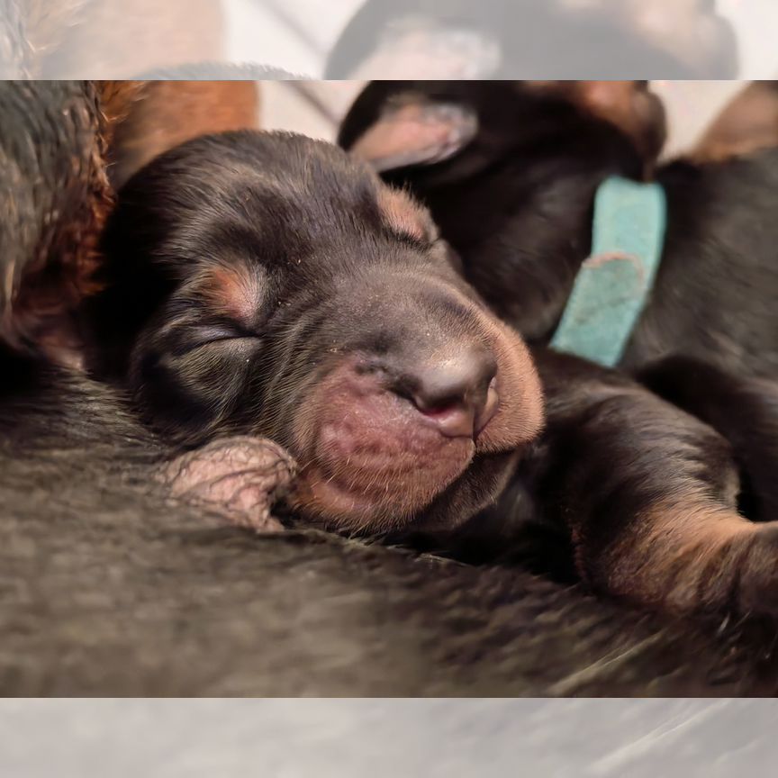 Доберман, щенок