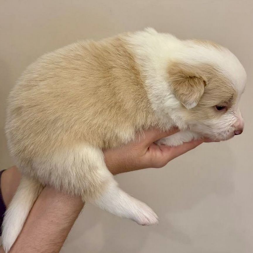 Бордер-колли, щенок