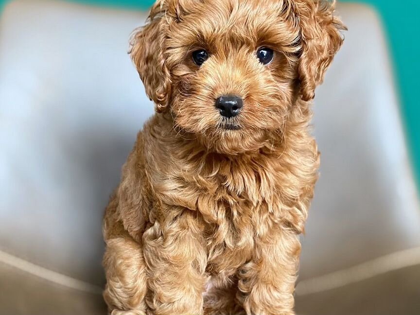 Голден дудльНовогодний сюрприз Лучший подарок