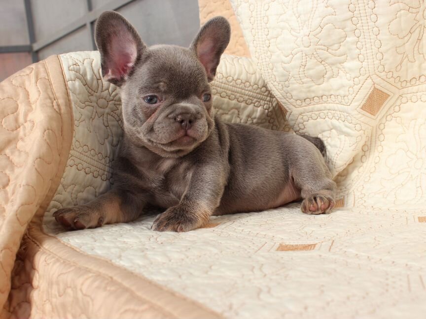 Лиловые мальчики от Чемпиона России Бронь