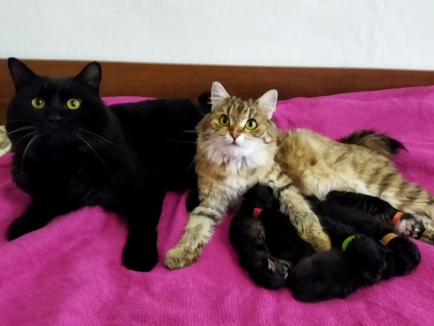 Котята-котики курильского бобтейла с родословной