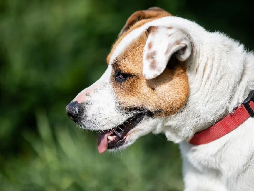 Собачка в добрые руки