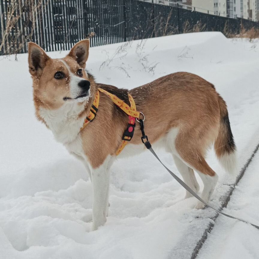 Рыжий в поисках человека