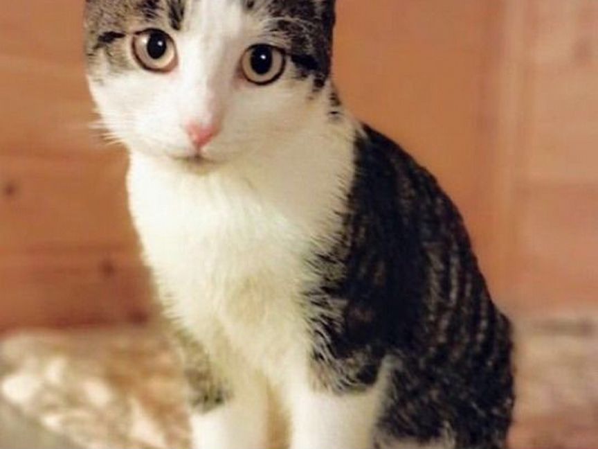 Котёнок девочка куколка