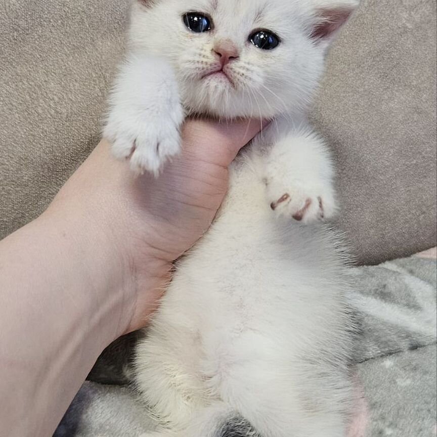 Клубный красавец